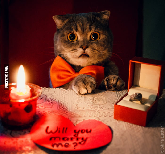 Cat making a marriage proposal - 9GAG