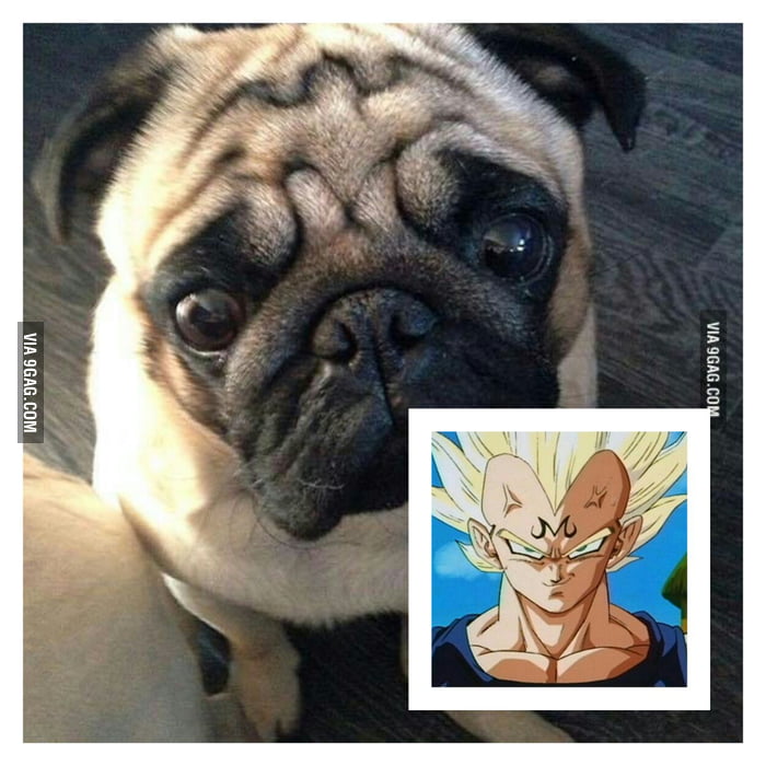 You see the Pugman and the batman sing in the pug forehead but I see ...