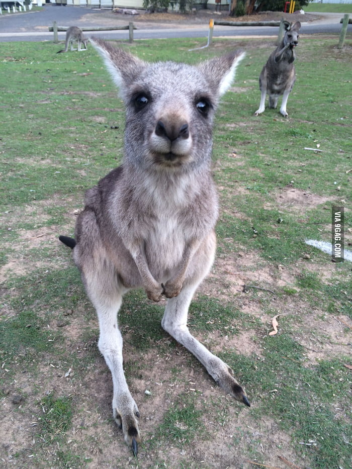 A curious little kangaroo hopped up to say hello! - 9GAG