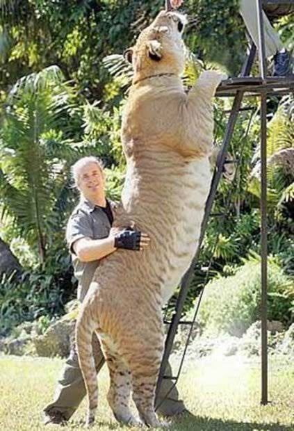 The Liger (hybrid offspring of a male lion and a female tiger) can ...