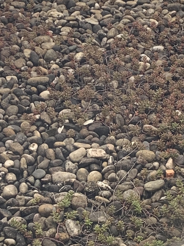 Spot the Stone! It‘s a Stone hiding in stones. - 9GAG