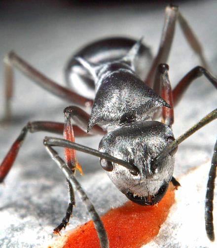 Silver ant the worlds fastest ant - 9GAG