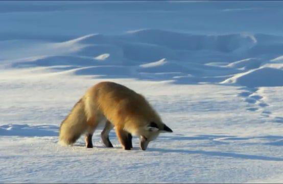 A fox catching a mouse in the snow. - 9GAG