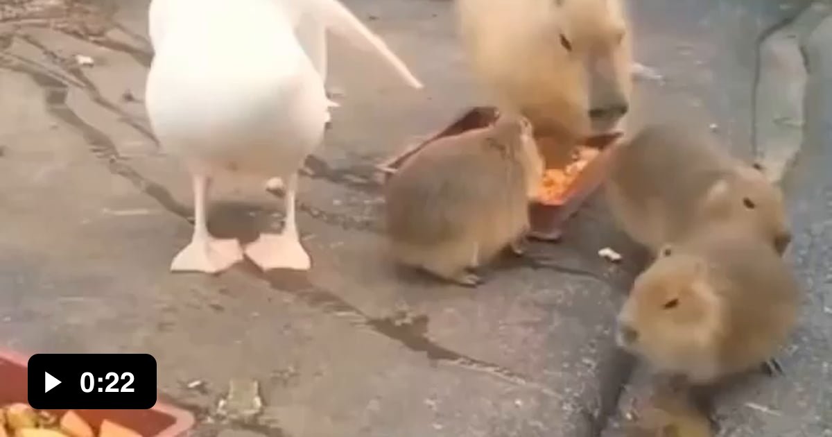 Pelican trying to eat capybara - 9GAG