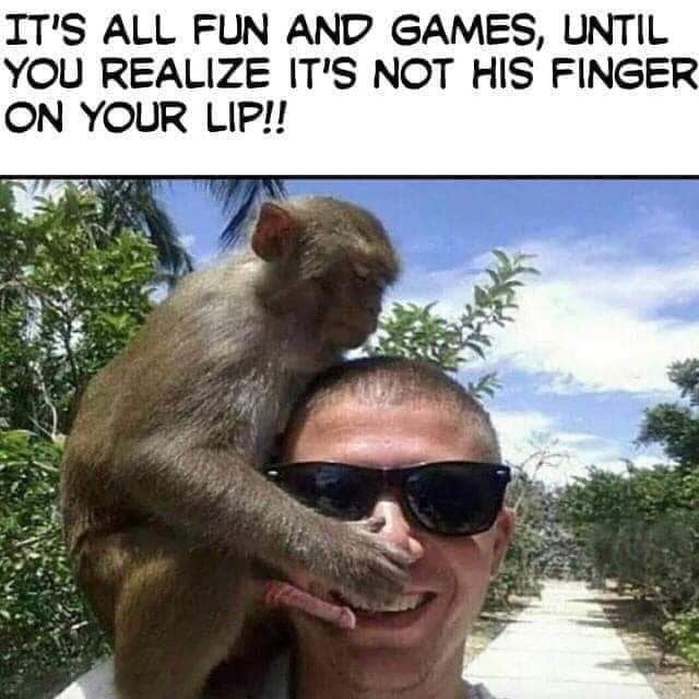 Monkey, why are you ghey? - 9GAG