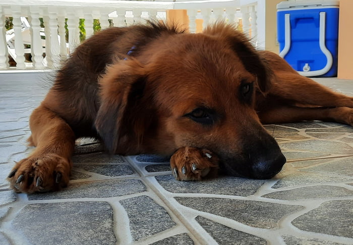 This is Milo, he was a stray dog but now he has a home - 9GAG