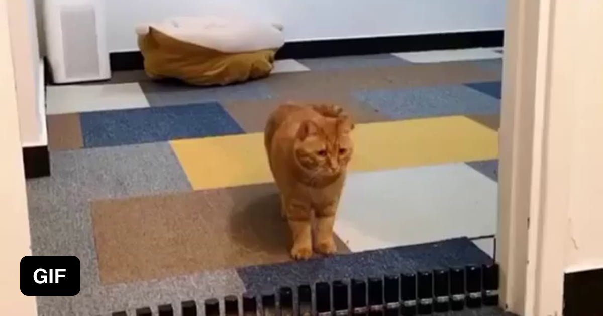 Human stacking champion, Cat high jump champion - 9GAG