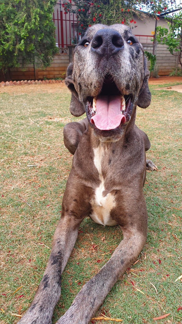 Goofiest dog ever. He loves taking photos. - 9GAG