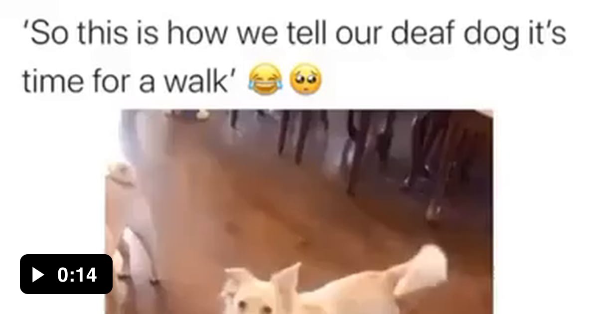 Thata how they communicate to their deaf dog - 9GAG