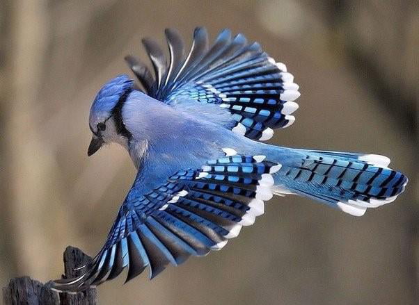Flying Blue jay - 9GAG