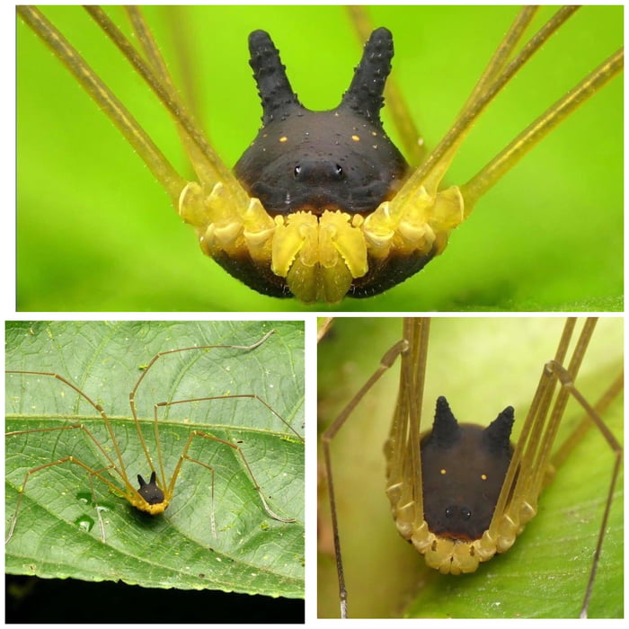 Bunny Harvestman spider - 9GAG