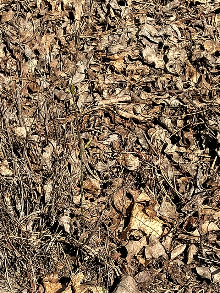 Can you find the lizard on the picture under 10 seconds? - 9GAG