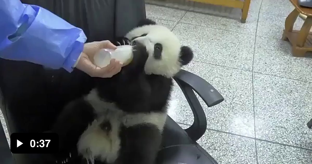 Baby panda wanting to be held to drink milk - 9GAG
