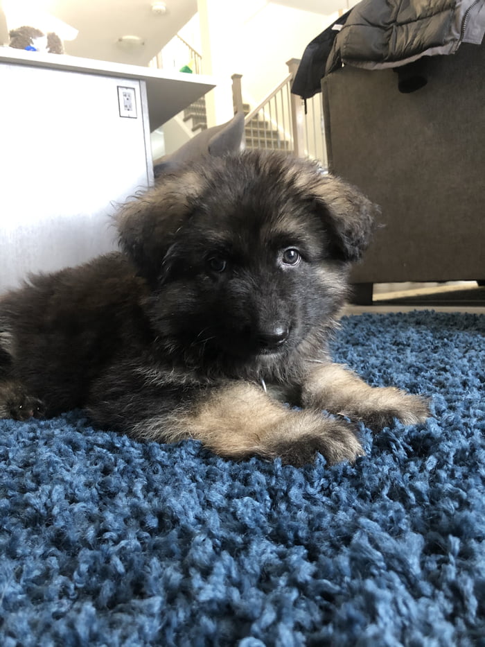 Meet Sif, the Great Fluffy Wolf - 9GAG