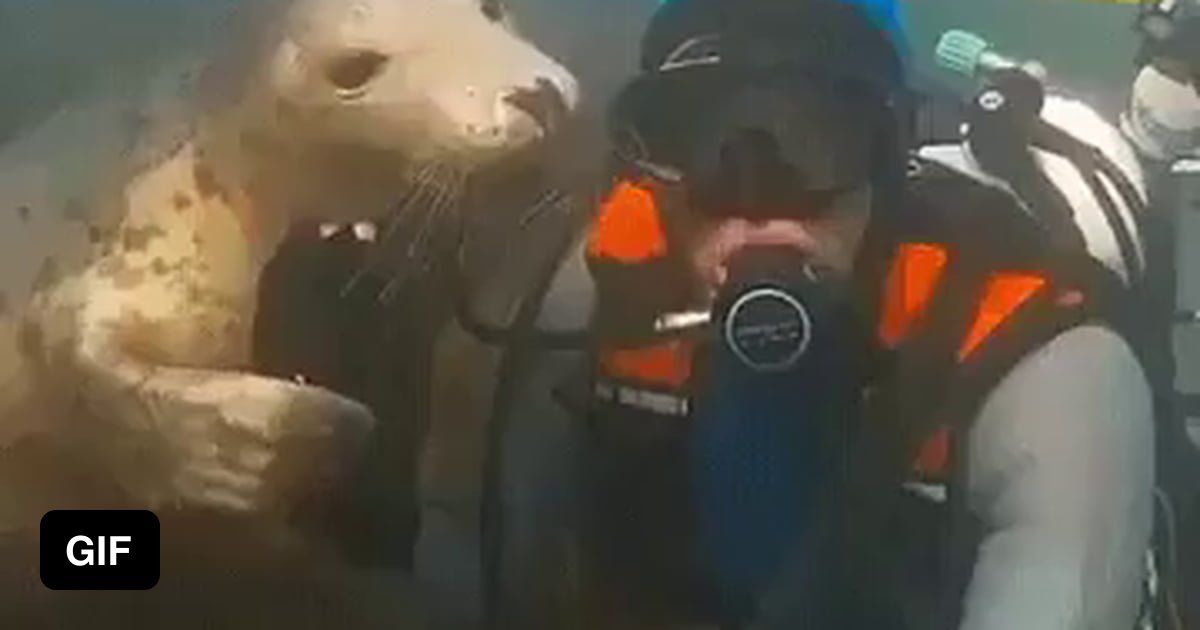 Very Friendly Sea pupper - 9GAG