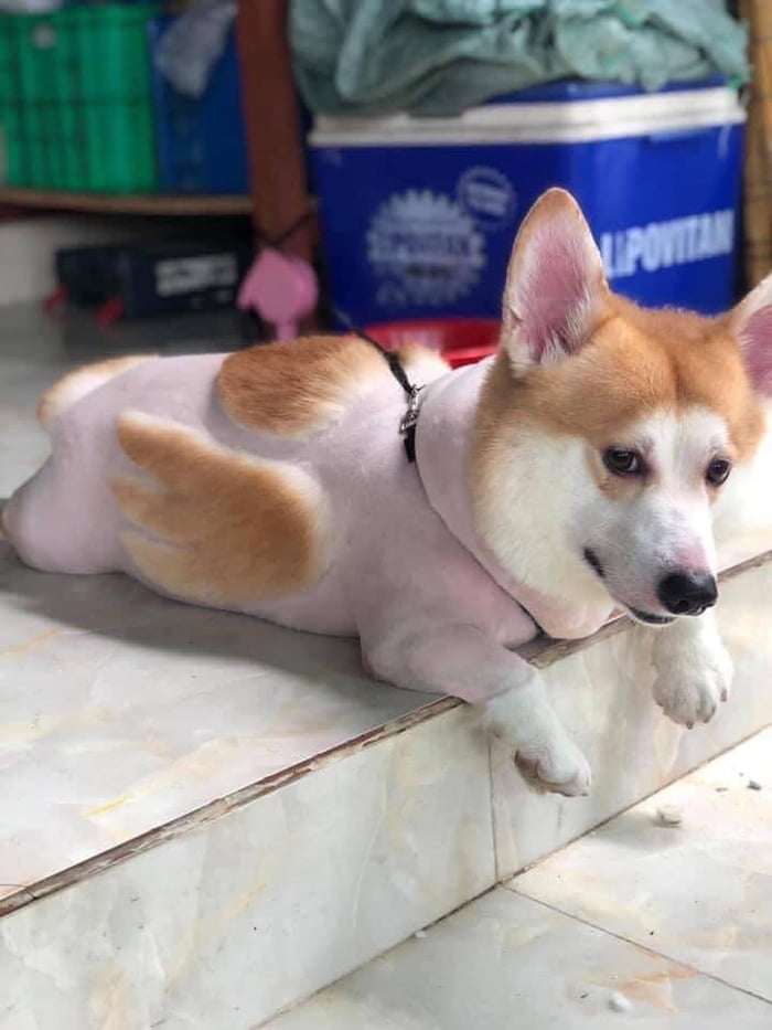 Cogi The Angel 9gag