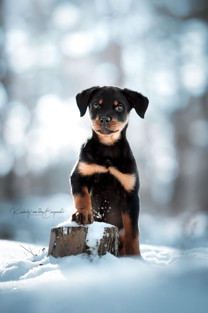 𝑵𝒐𝒗𝒂, little 11 weeks old Rottweiler puppy! - 9GAG