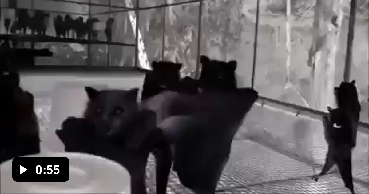 Rave for bats - 9GAG