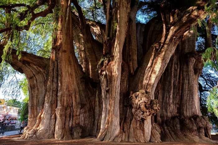 The Tule Tree in Oaxaca, Mexico - It's circumference reaches almost 60 ...