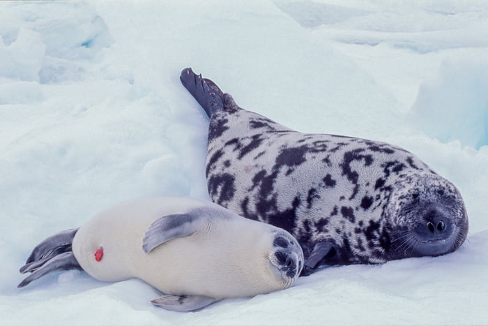 Hooded seals have the fattiest milk out of any mammal, with more than ...