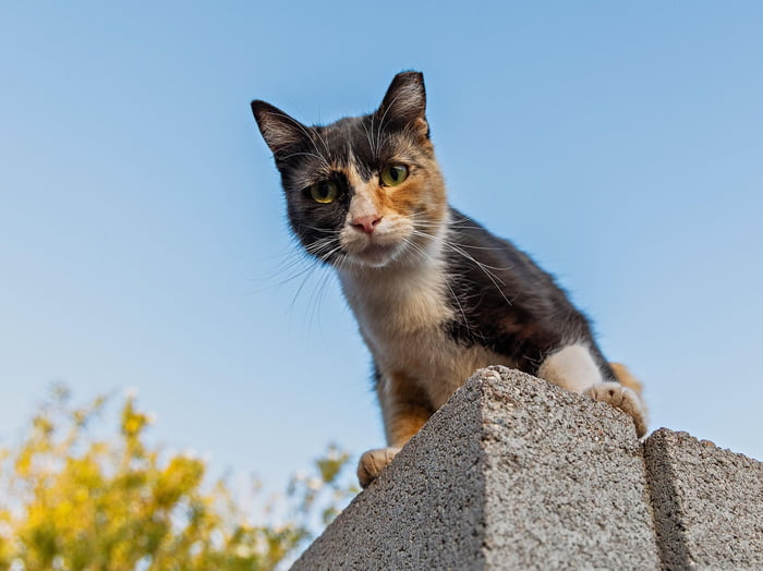 If you see a cat with a notch taken out of its left ear, it means that ...