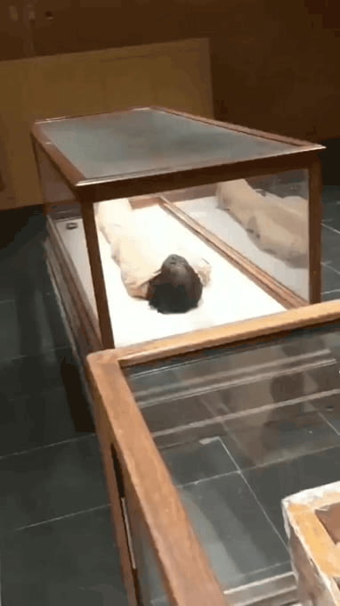 Room of royal mummies in a museum, Cairo, Egypt. - 9GAG