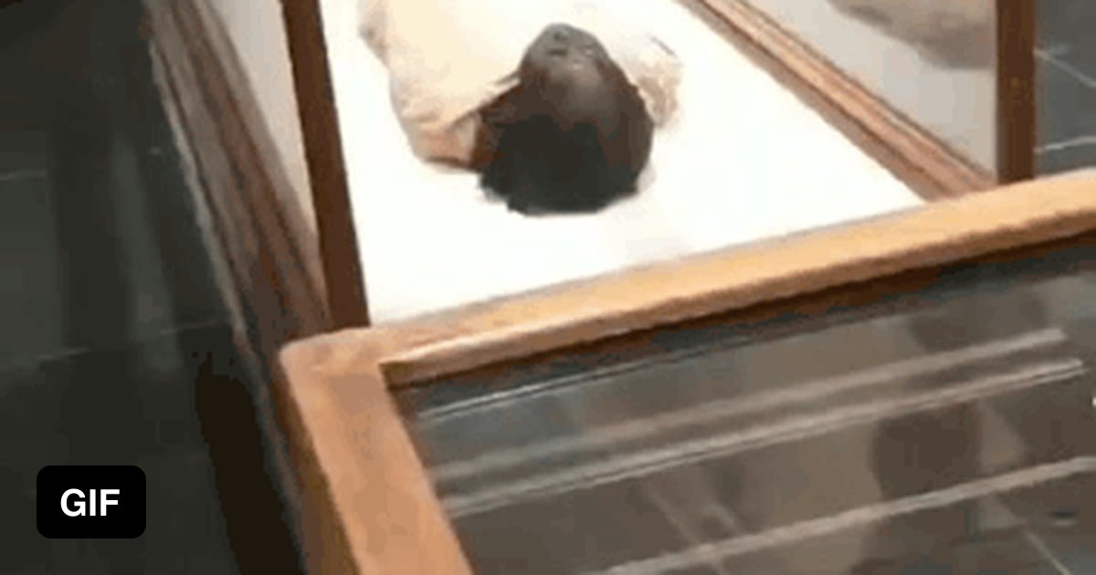Room of royal mummies in a museum, Cairo, Egypt. - 9GAG
