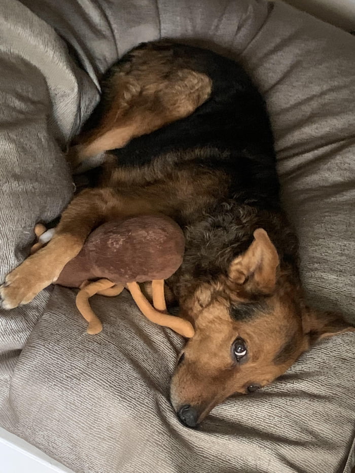 He loves his plush tick so much! - 9GAG