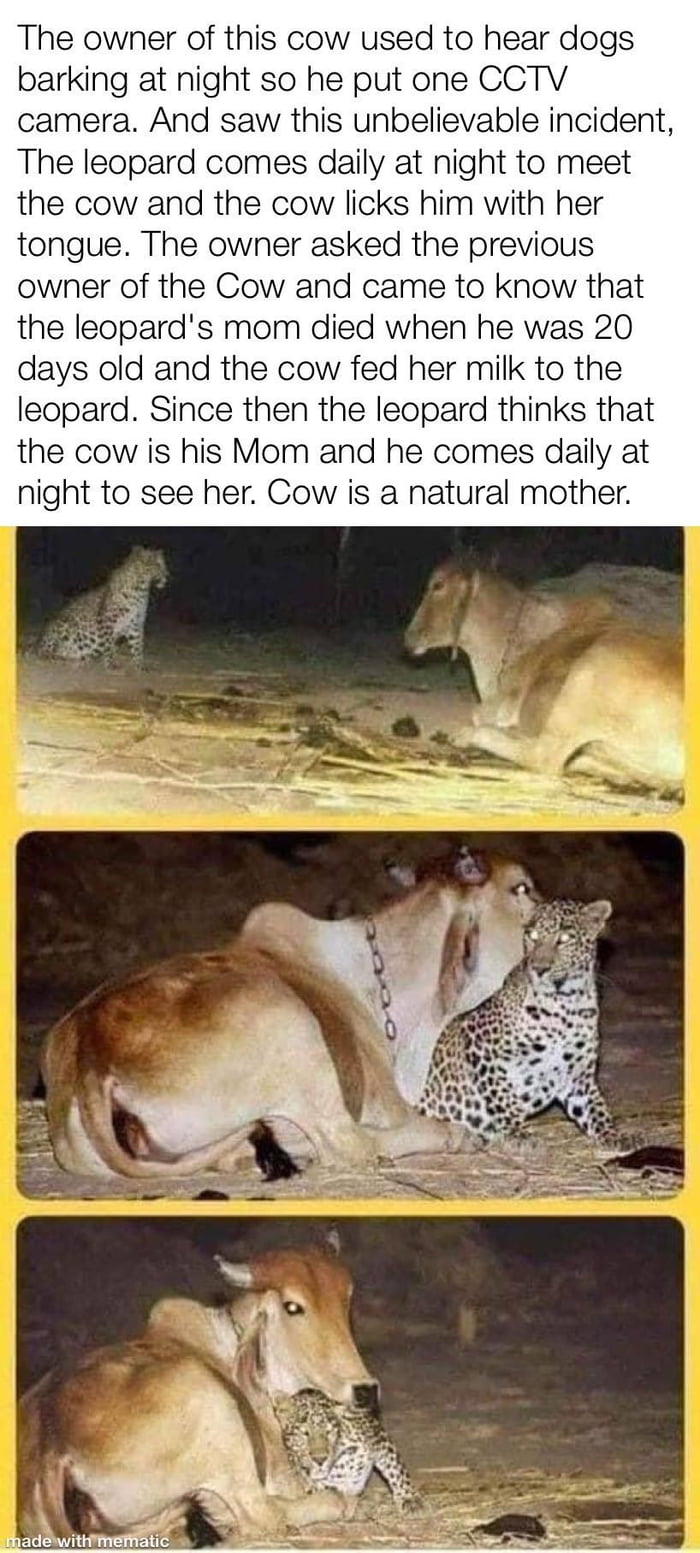 Cow go moo - 9GAG