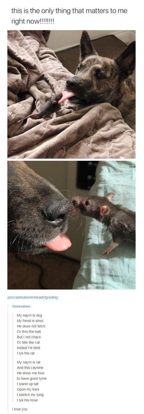 Rat fren - 9GAG