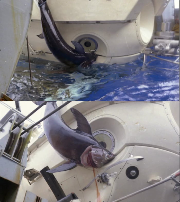 In 1967, the Submarine ALVIN Was Attacked by a Swordfish - 9GAG