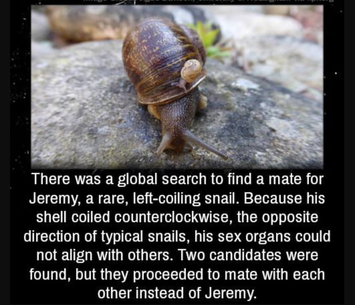 I propose Jeremy as the official animal for 9gag - 9GAG
