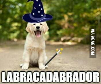 How do you call a magic dog? - 9GAG