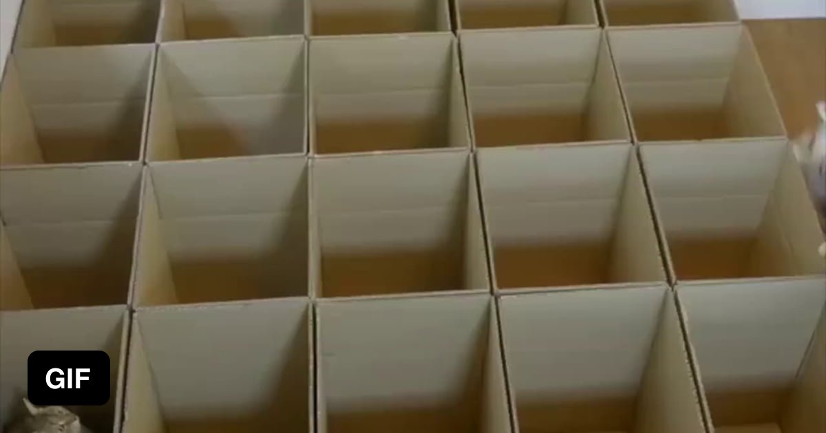 Cats play in boxes. - 9GAG