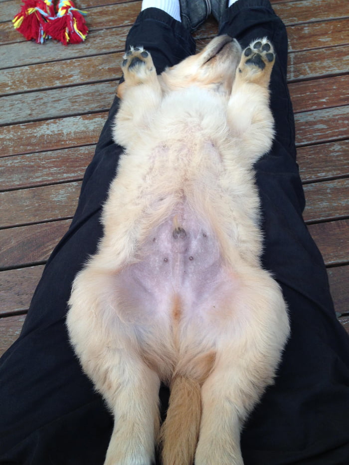 A very Rare ‘Anti-Gravity Pupper’ - 9GAG