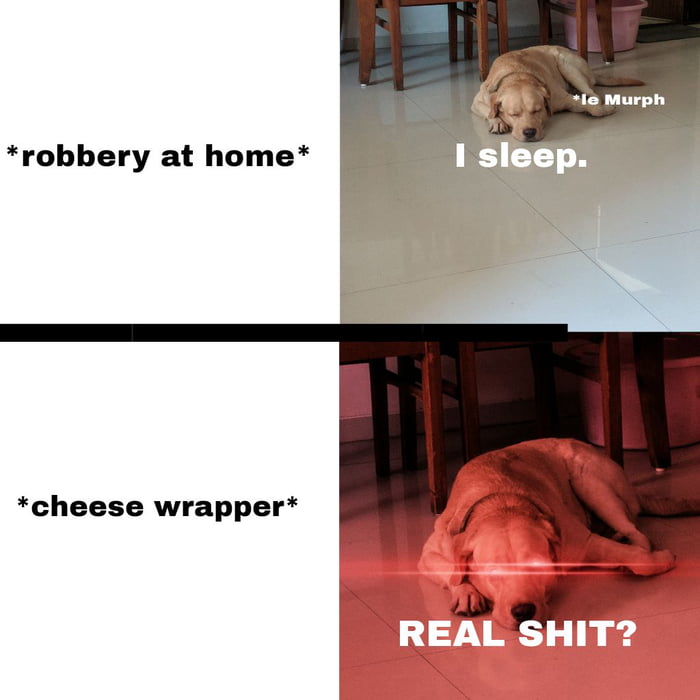 My dawg Murphy, everyone! - 9GAG