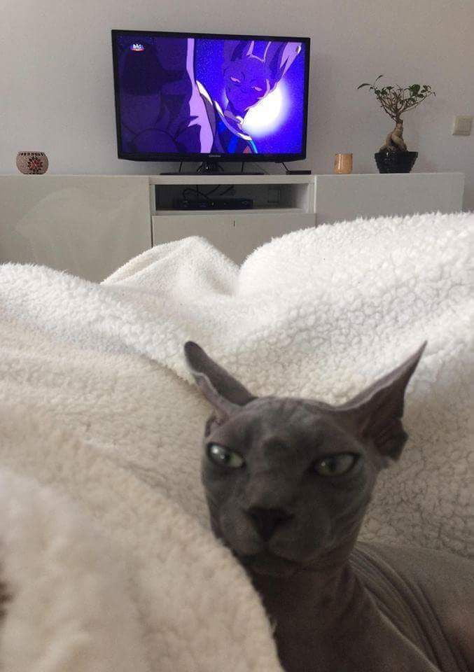Beerus is real? - 9GAG