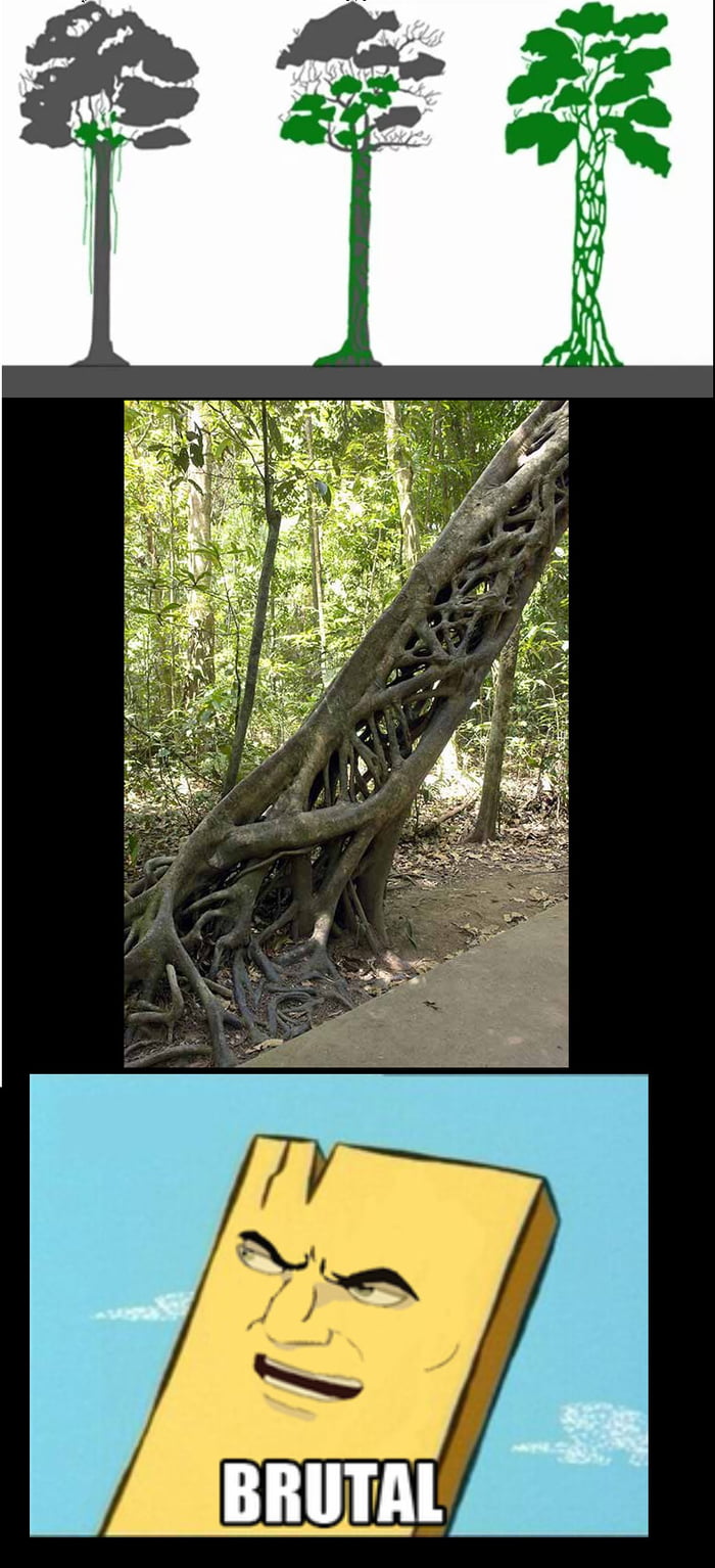 This tree survives by strangling and killing its host (Hemiepiphytes ...