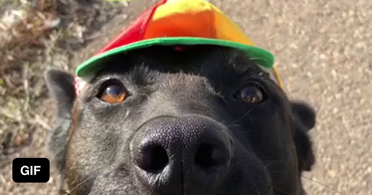 This dog wearing a propeller hat. - 9GAG