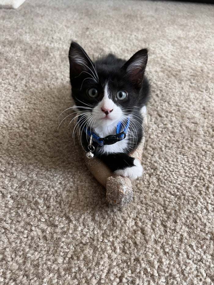 Barely smaller than the dogs bone. - 9GAG