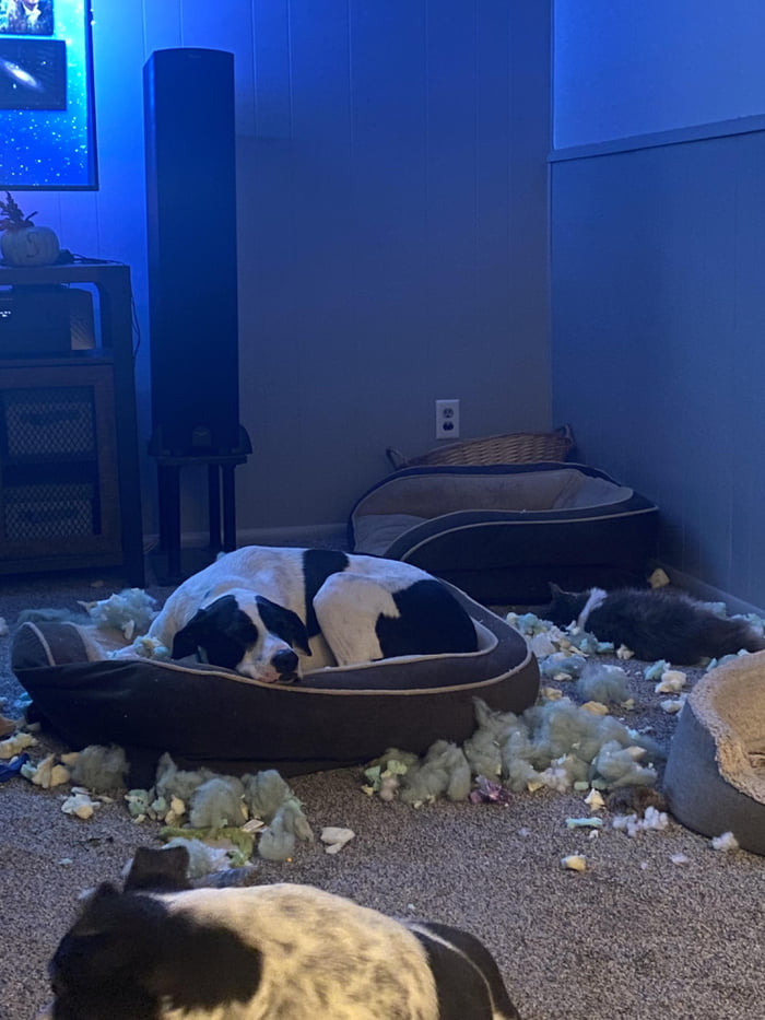 Came home to this last night. Apparently destroying your bed is hard ...