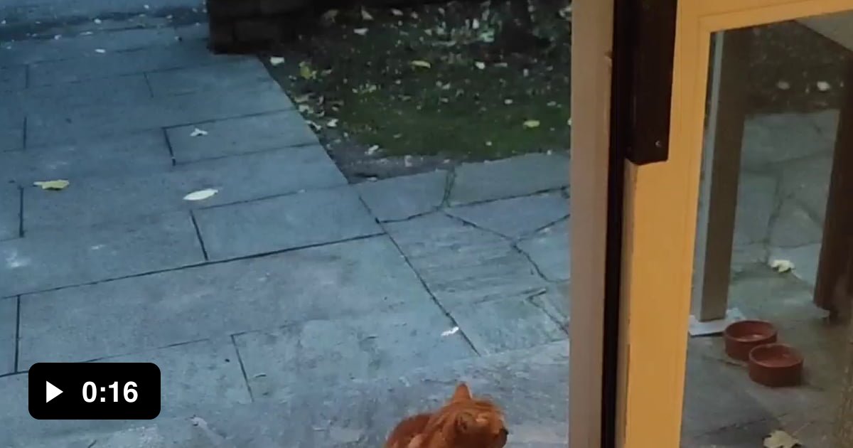 Orange Cat Behavior - 9GAG