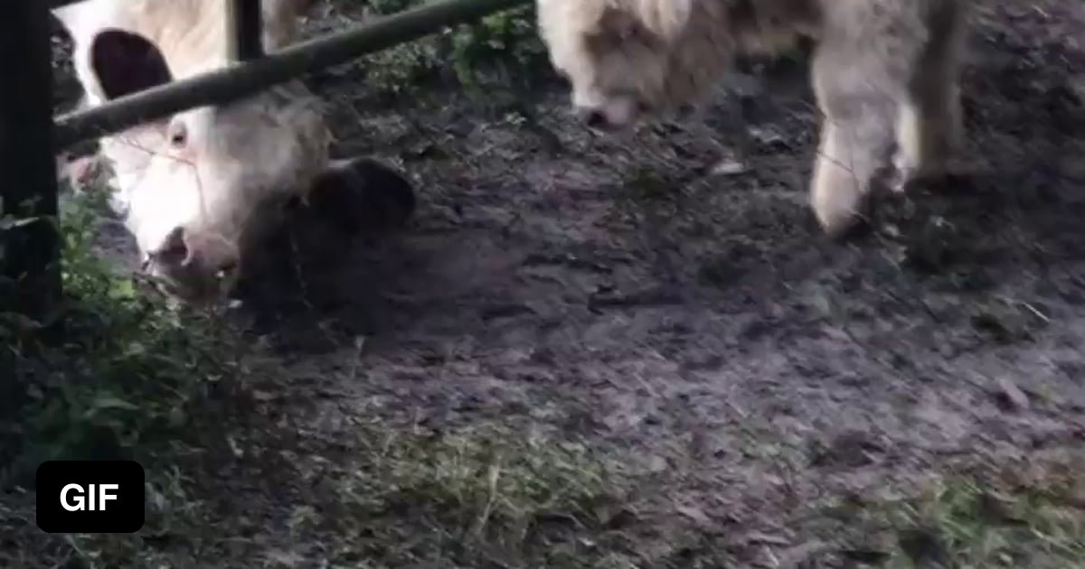 Cows want to be close to their loved ones - 9GAG