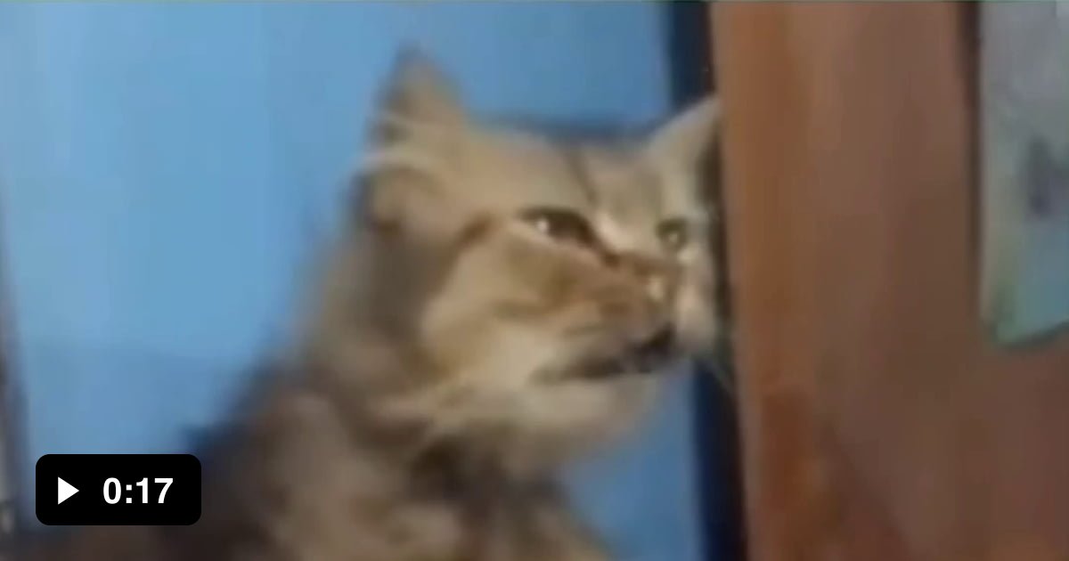 Koceng : lu pada bisa diem dulu gak sih >:( - 9GAG