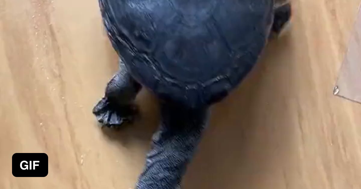 The giraffe turtle - 9GAG