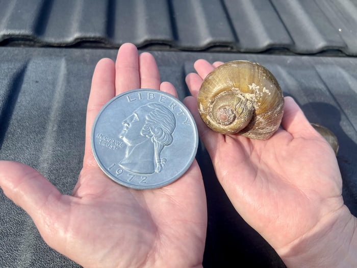 Of a snail shell 👀 - 9GAG