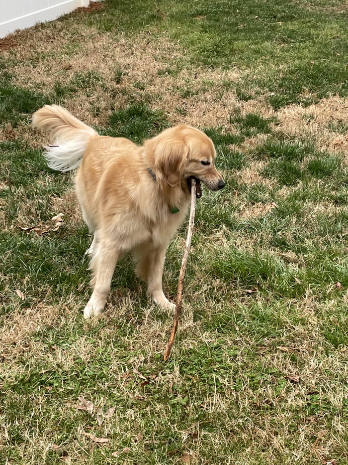 Anyone else’s dog seem to really enjoy big sticks? - 9GAG
