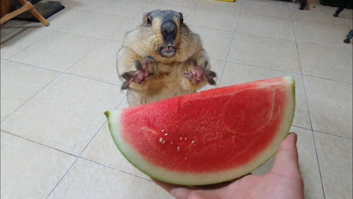 Marmot eat melon - 9GAG