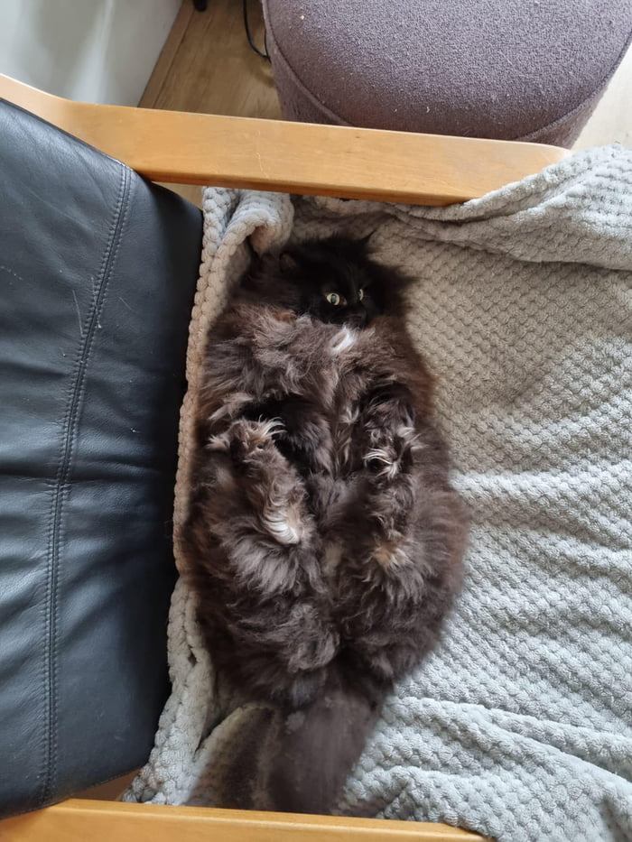 We call her "the floof" - 9GAG