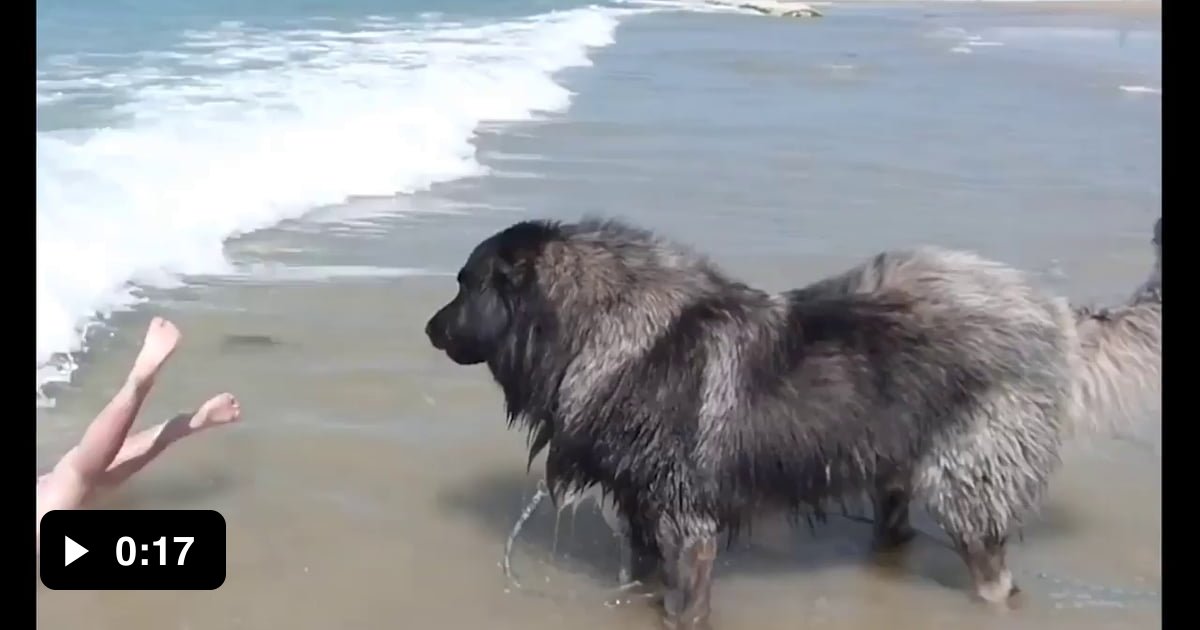 Newfoundlands are natural water rescue dogs, whether one wants to be ...